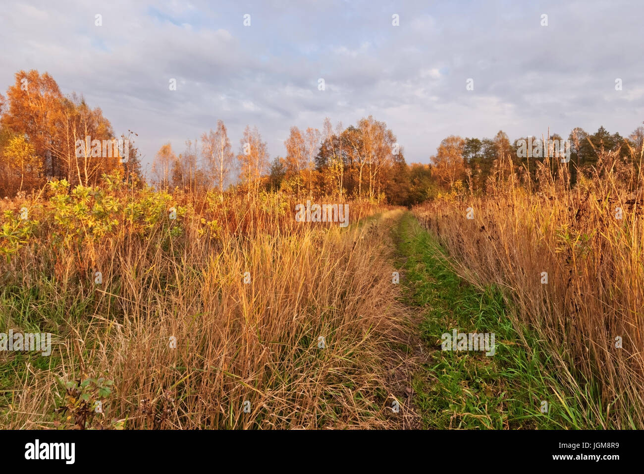 Sunny autumnal field under blue sky Stock Photo - Alamy