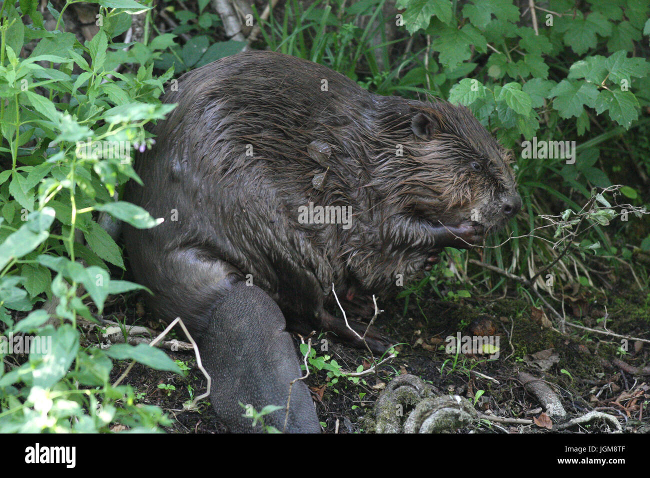 Female beaver hi-res stock photography and images - Alamy