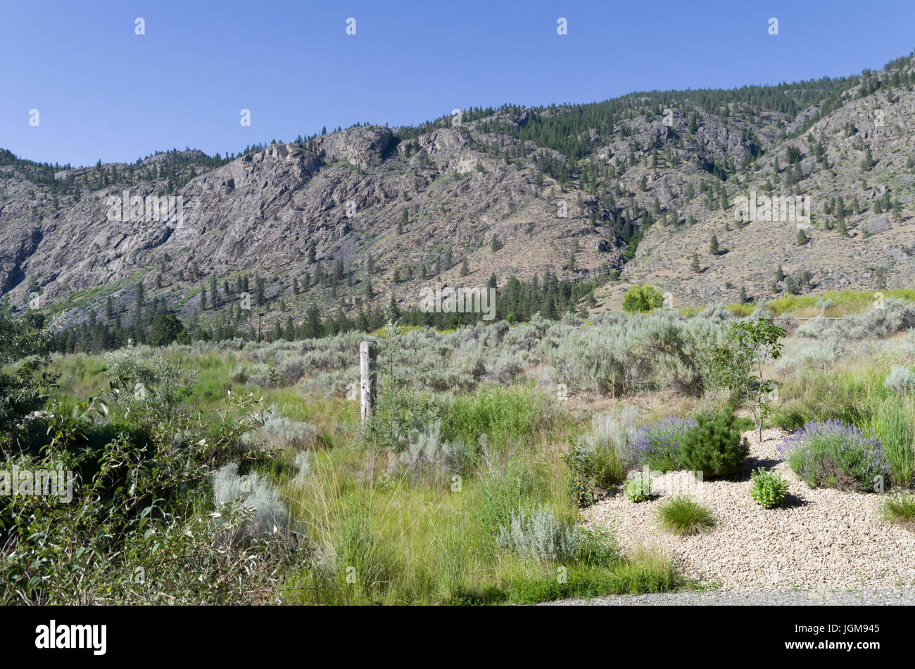 Sonoran Desert landscape Stock Photo - Alamy