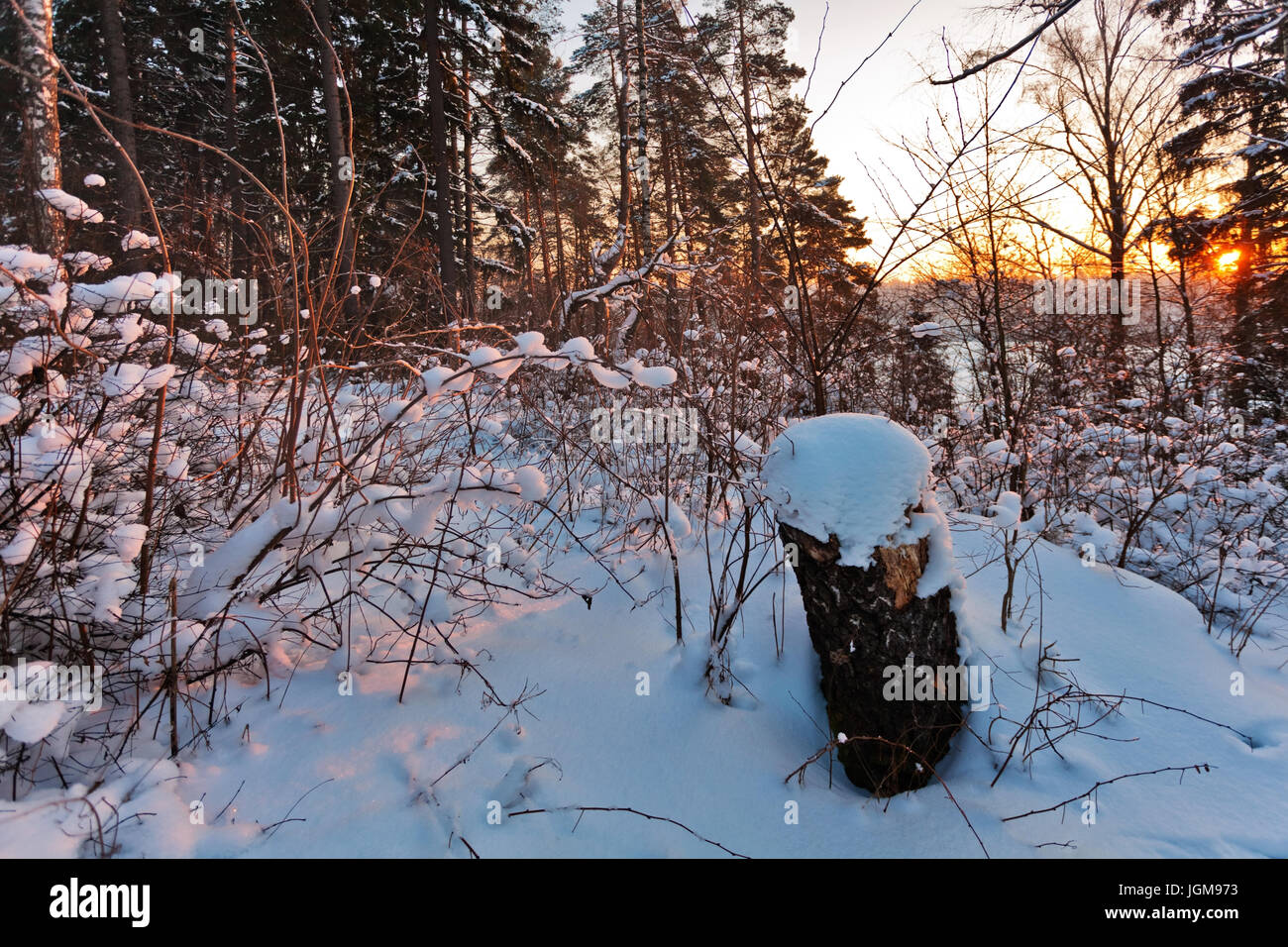 Beautiful winter sunset near the forest. Nature background Stock Photo ...