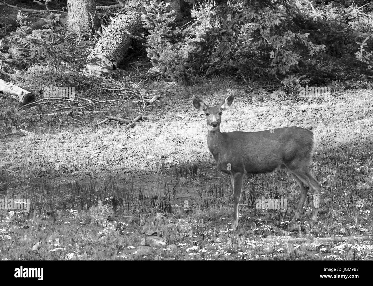 Doe Mule Deer, B&W Stock Photo - Alamy