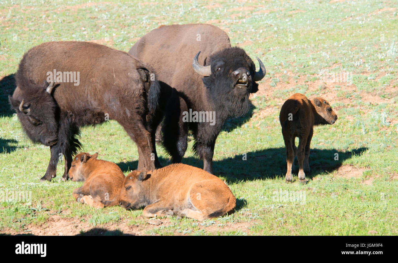 Bull, Cow, 3 calves Stock Photo - Alamy