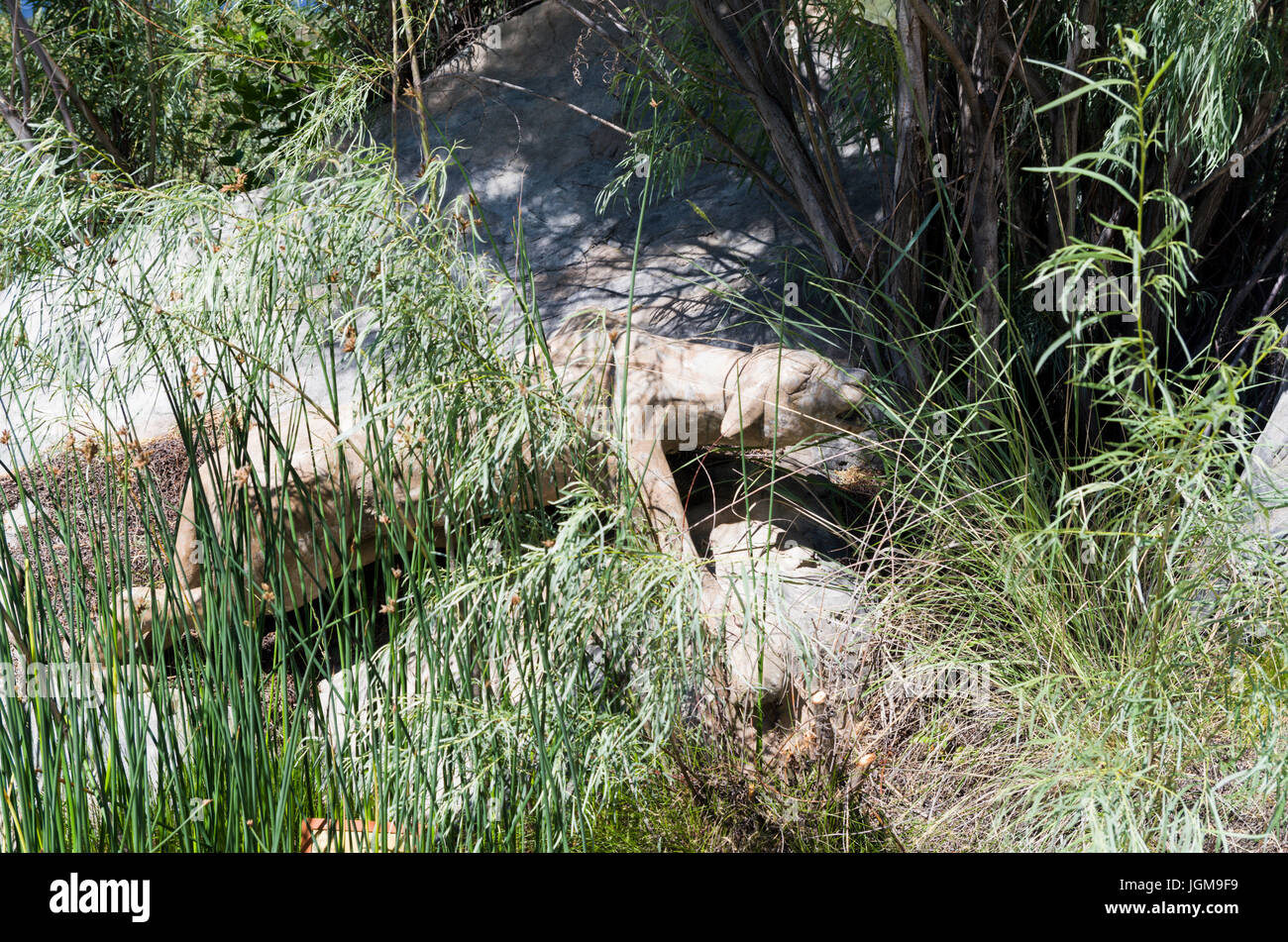A hunting predator Stock Photo - Alamy
