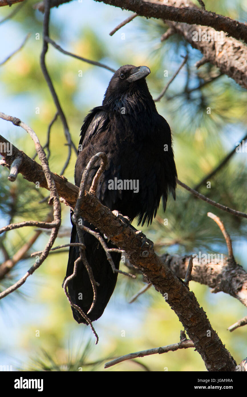 Clever Birds High Resolution Stock Photography and Images - Alamy