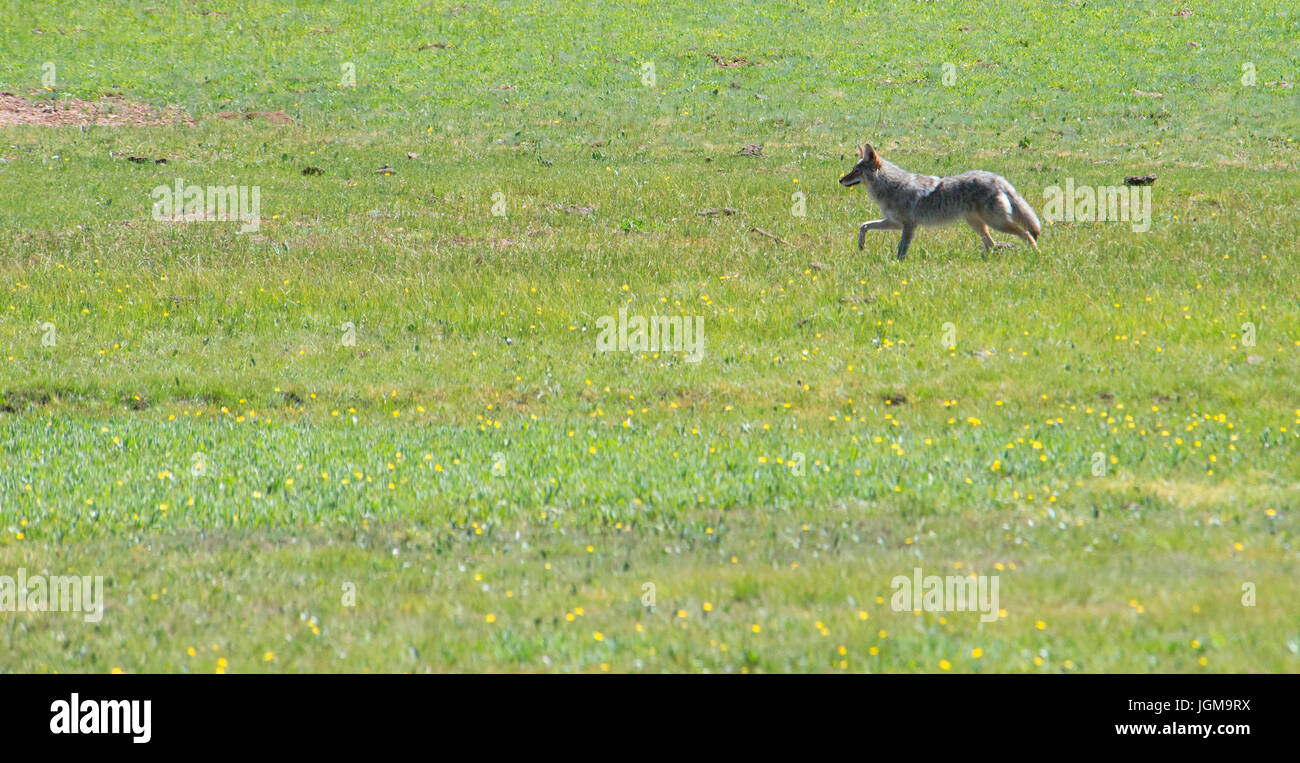 Coyote In Field Stock Photo - Alamy