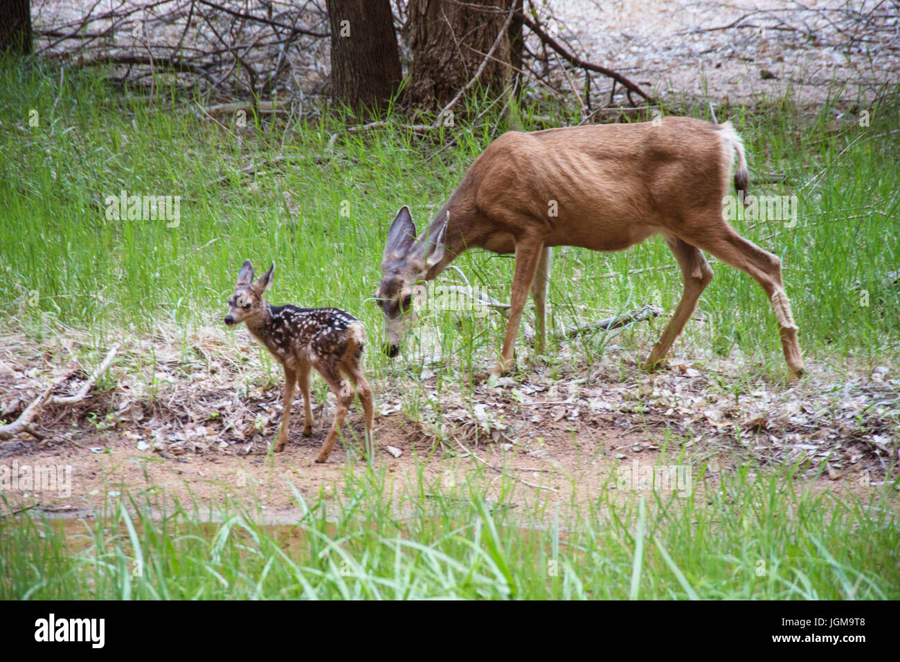 Doe and New Fawn Stock Photo - Alamy