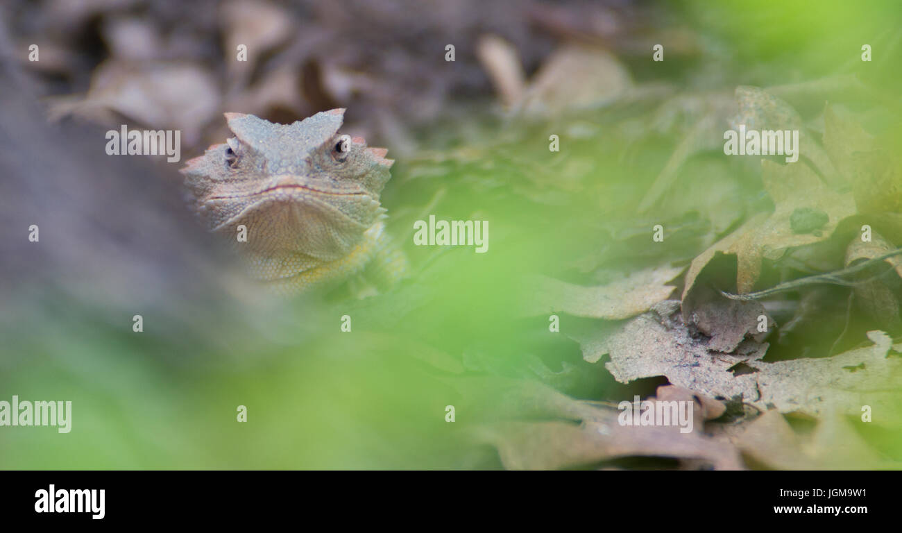 Horned Toad Head Stock Photo - Alamy