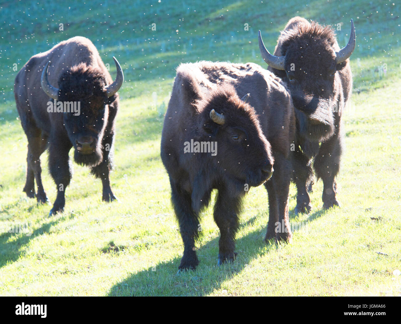 Bison and bugs Stock Photo - Alamy