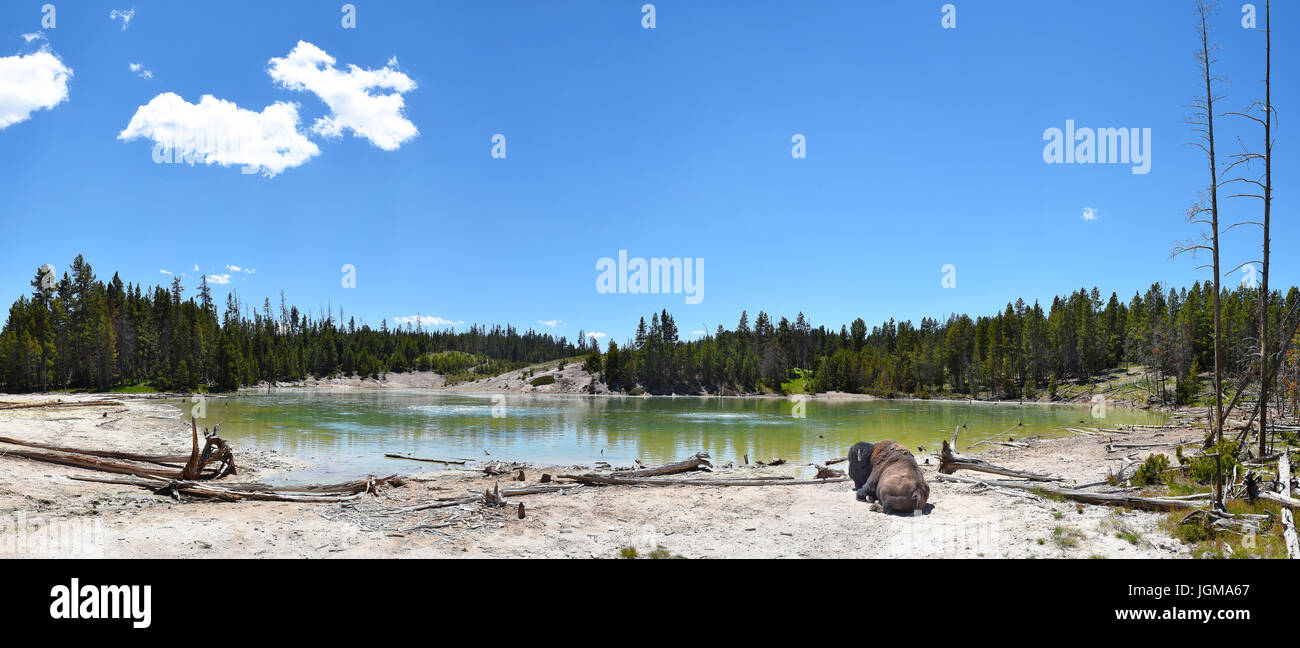 A lone Bison lying near thermal pool in Yellowstone National Park ...