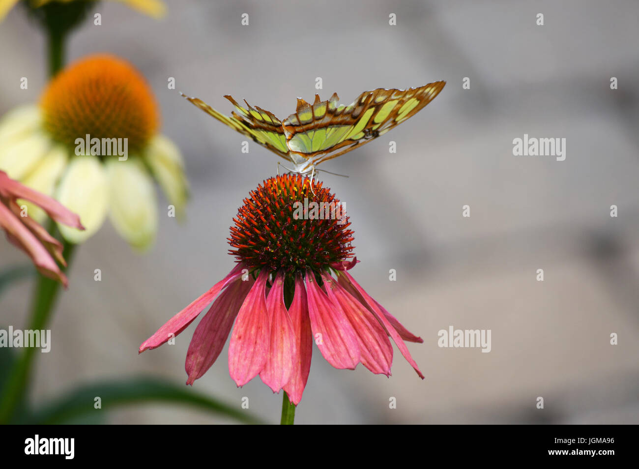 Butterfly in the garden Stock Photo - Alamy
