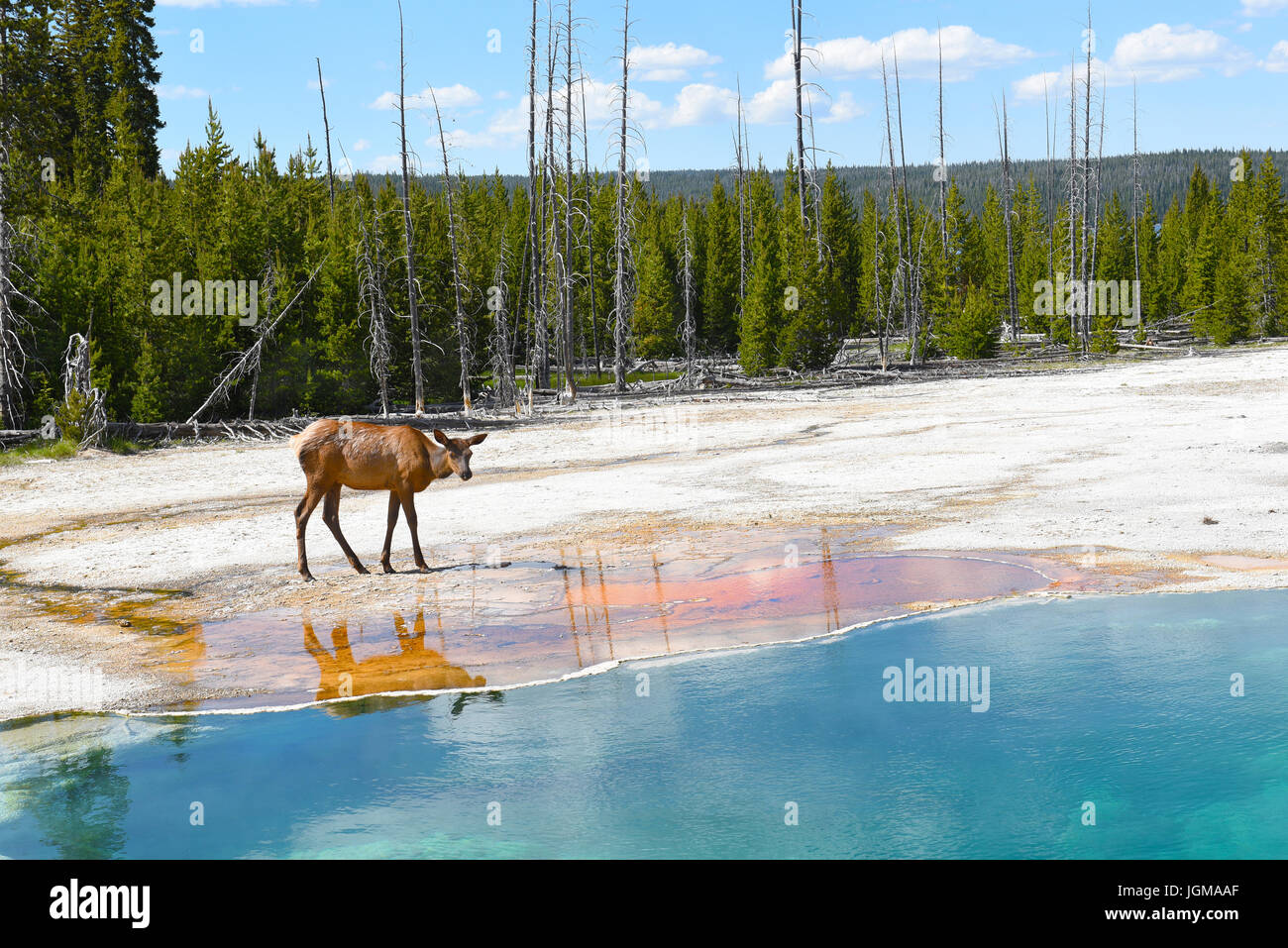 Female elk cow hi-res stock photography and images - Alamy
