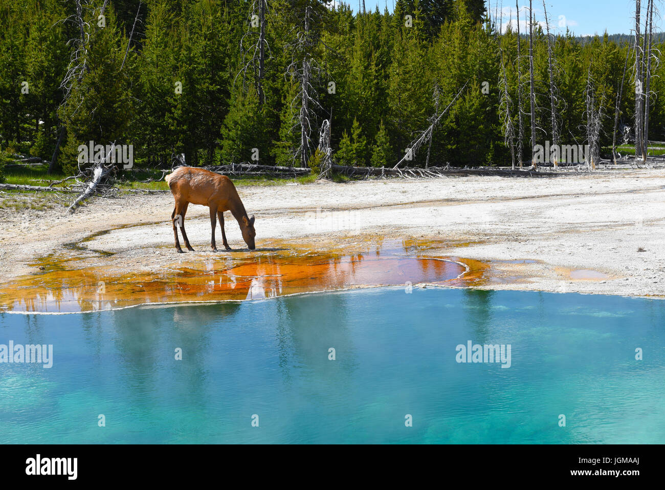 A female Elk (cow) drinking at a hot spring in the West Thumb Geyser ...
