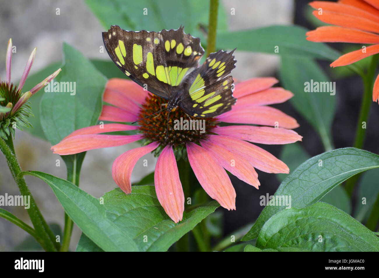 Butterfly in the garden Stock Photo - Alamy