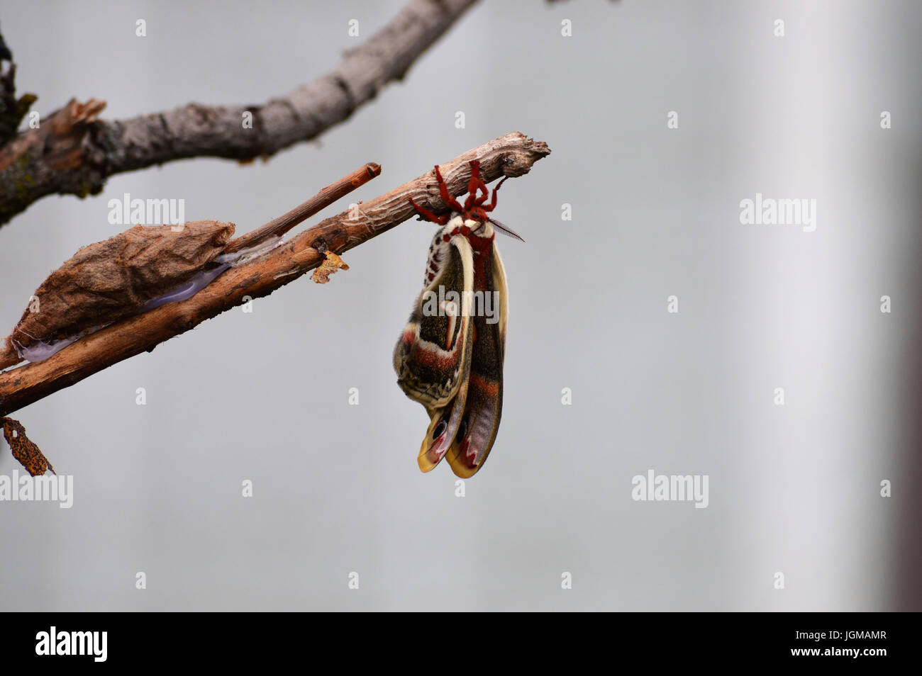 Moth in the garden Stock Photo - Alamy