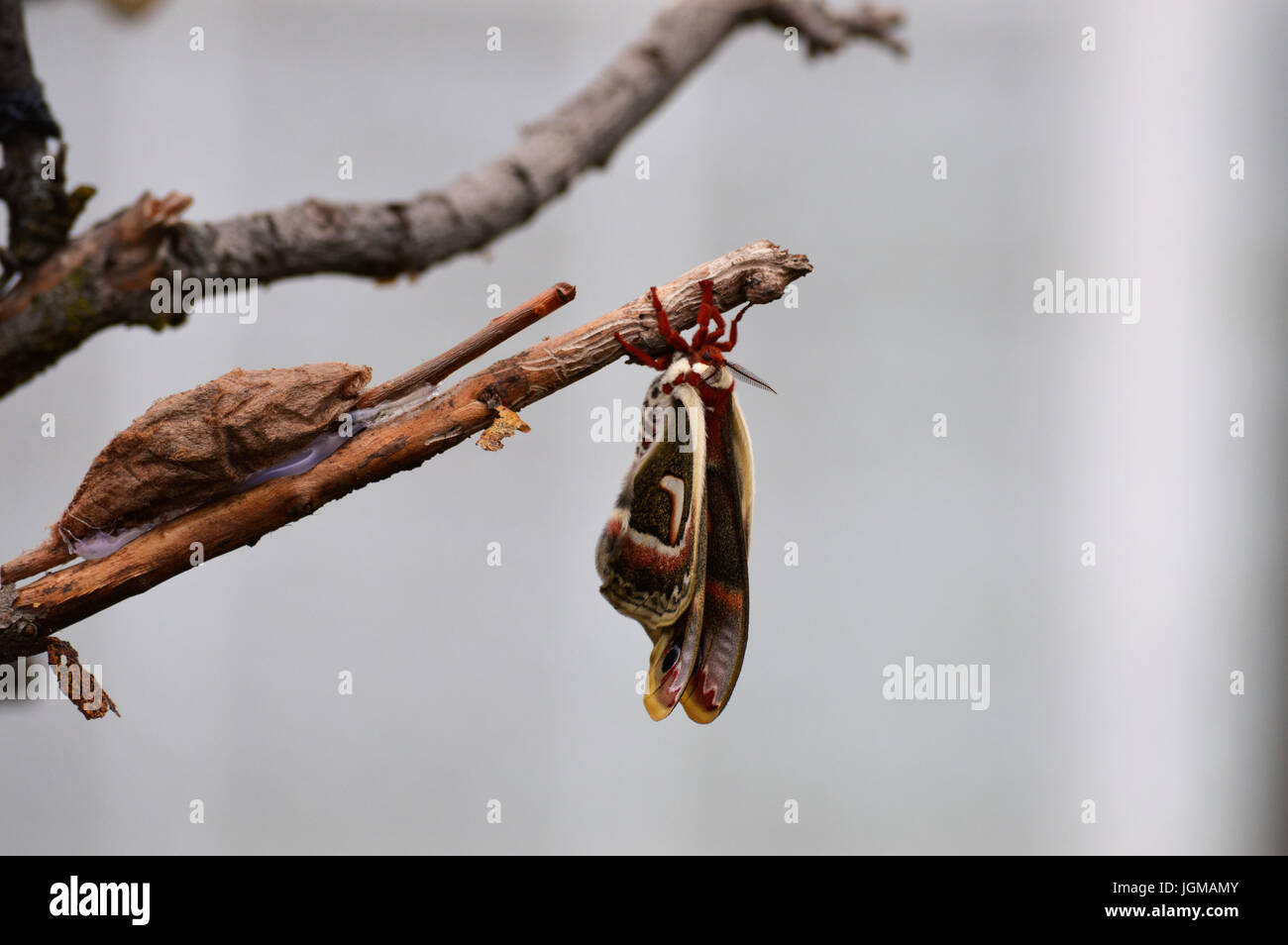 Moth in the garden Stock Photo - Alamy