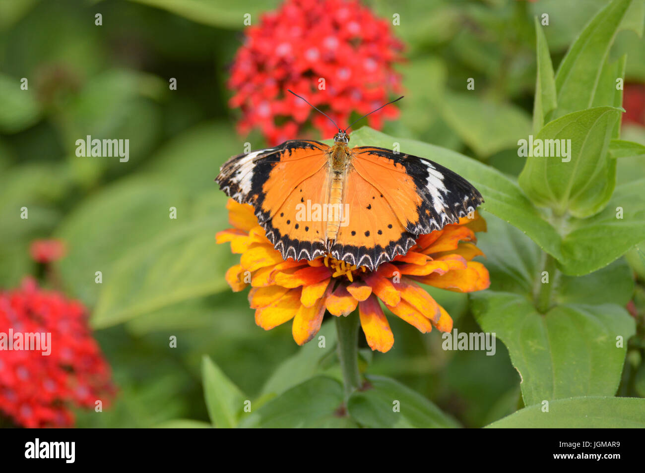 Butterfly in the garden Stock Photo - Alamy