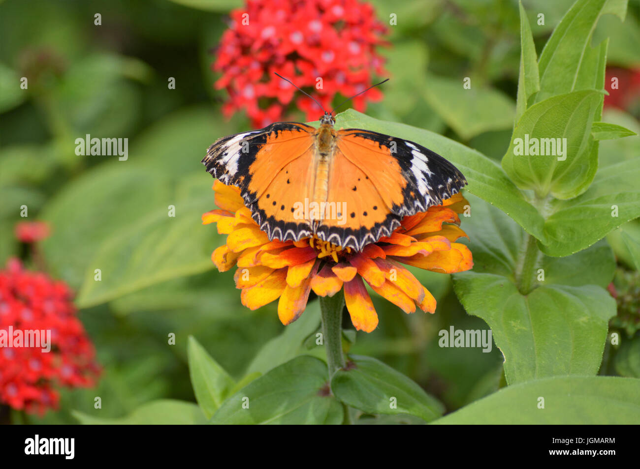 Butterfly in the garden Stock Photo - Alamy