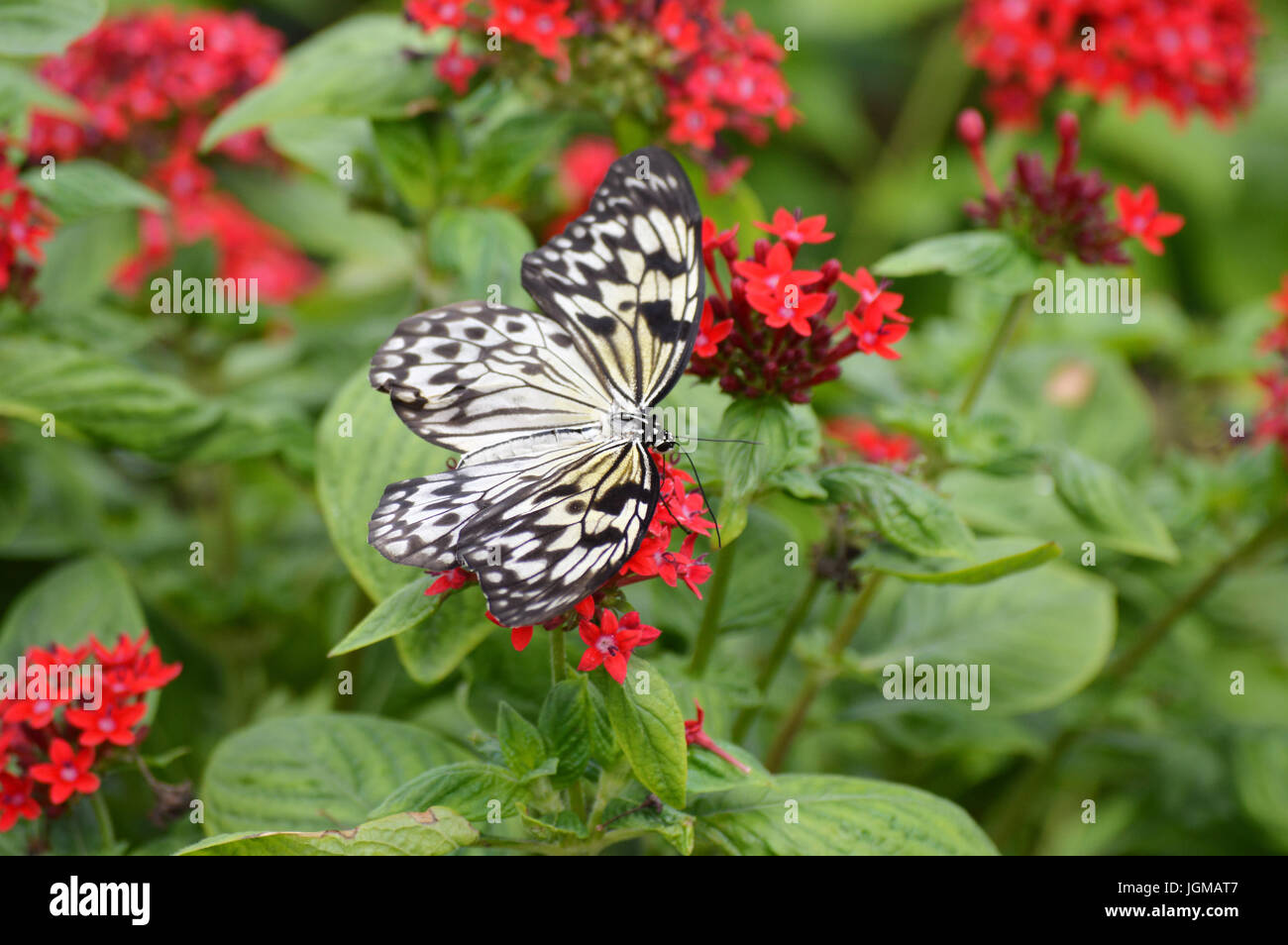 Butterfly in the garden Stock Photo - Alamy