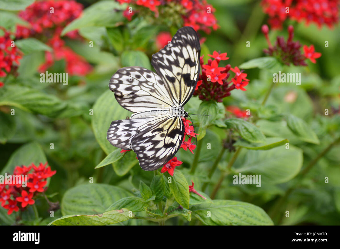 Butterfly in the garden Stock Photo - Alamy