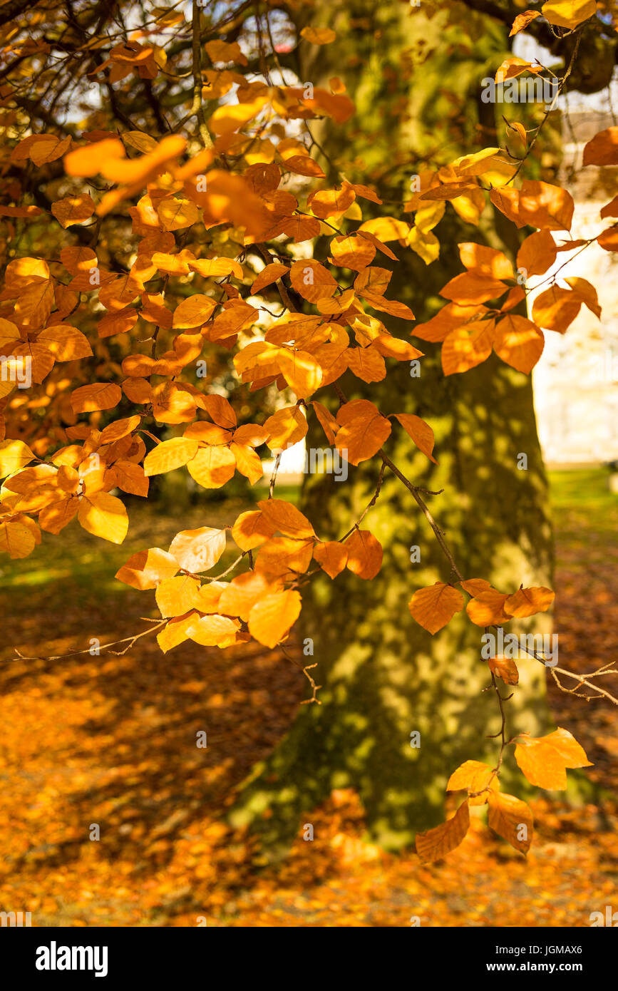 The Federal Republic of Germany, Lower Saxony, East Friesland, season ...