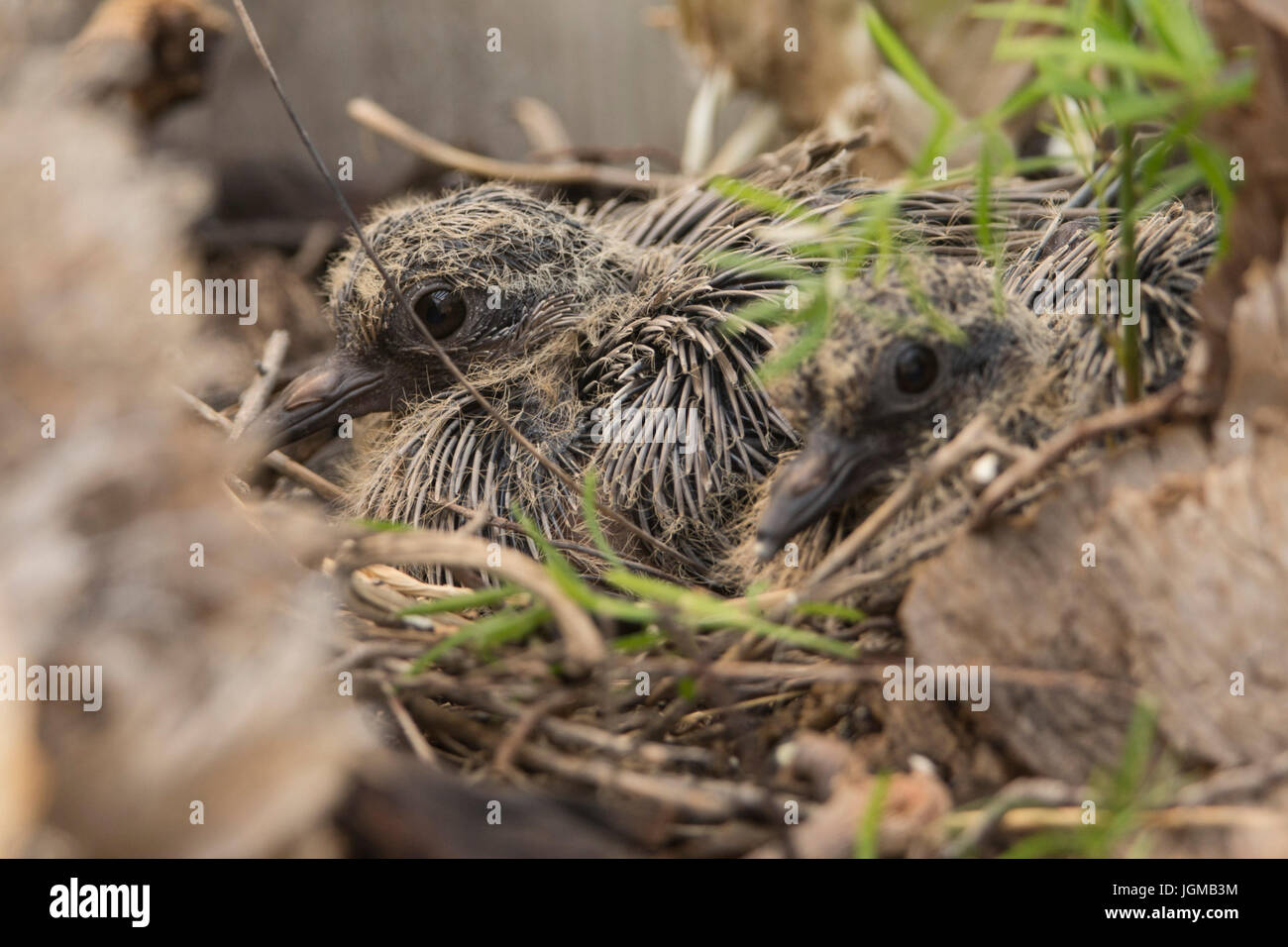 Baby doves in a nest with the parents Stock Photo - Alamy