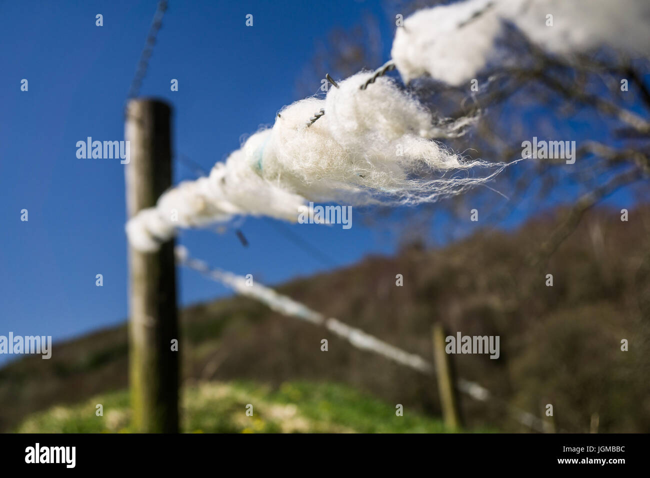 Sheep wool caught on a wire fence hi-res stock photography and images ...