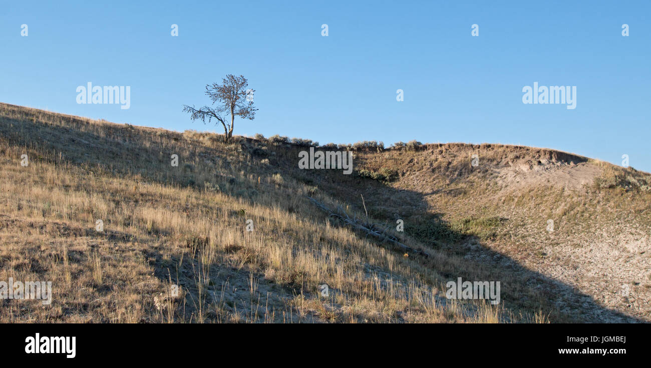 Lone tree on bluff above the Yellowstone river in the Hayden Valley in ...