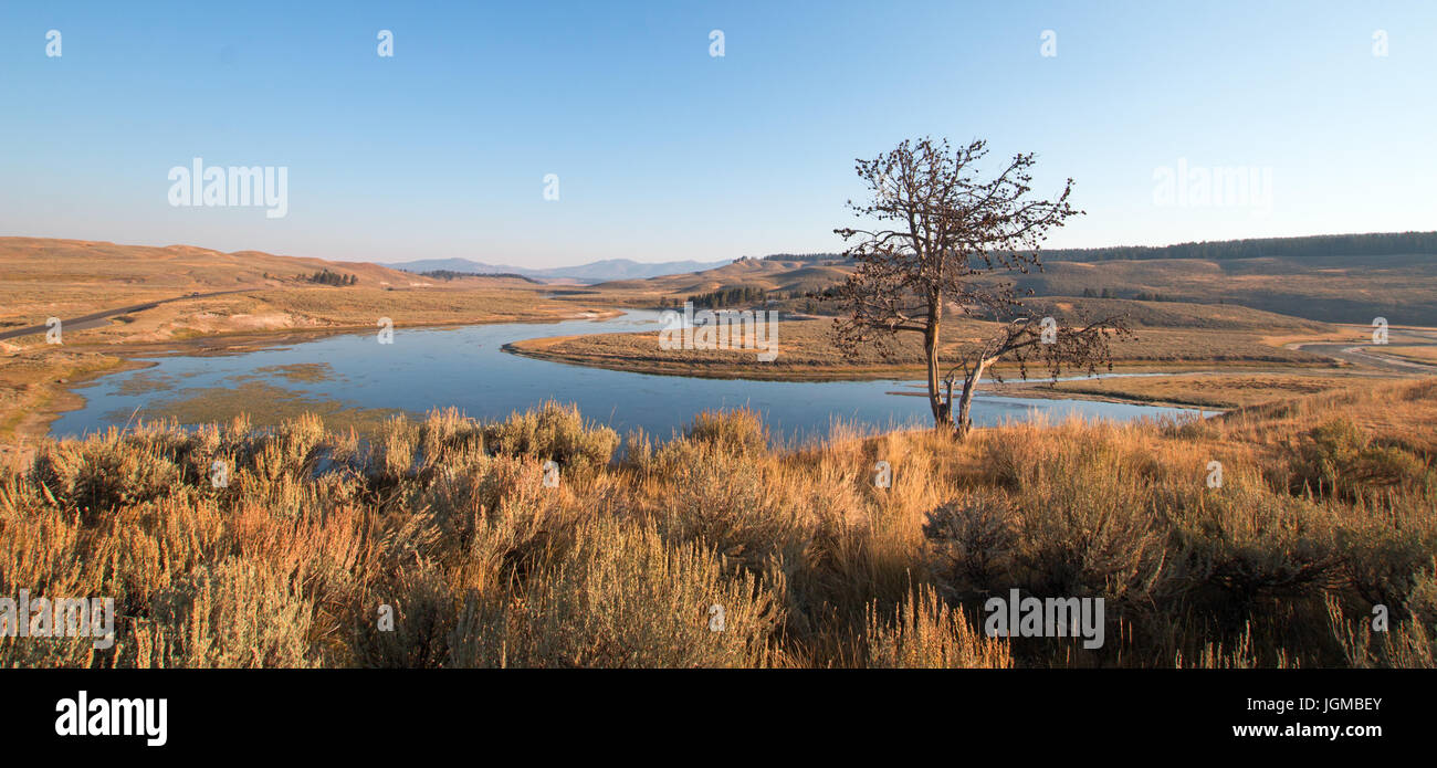 Lone tree on bluff above the Yellowstone river in the Hayden Valley in ...