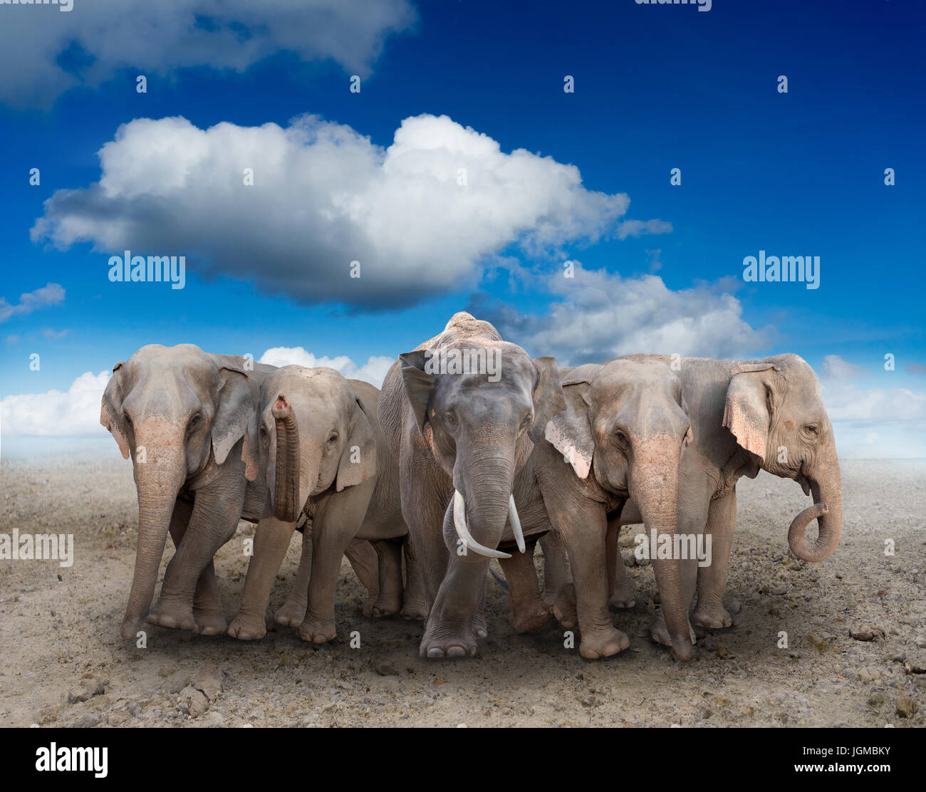 Asian elephant trunk hi-res stock photography and images - Alamy