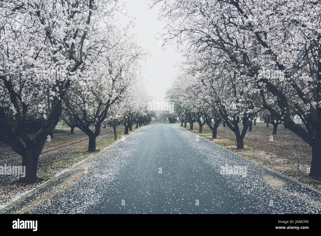 Rows of cherry blossom trees dropping flower petals on a road Stock ...