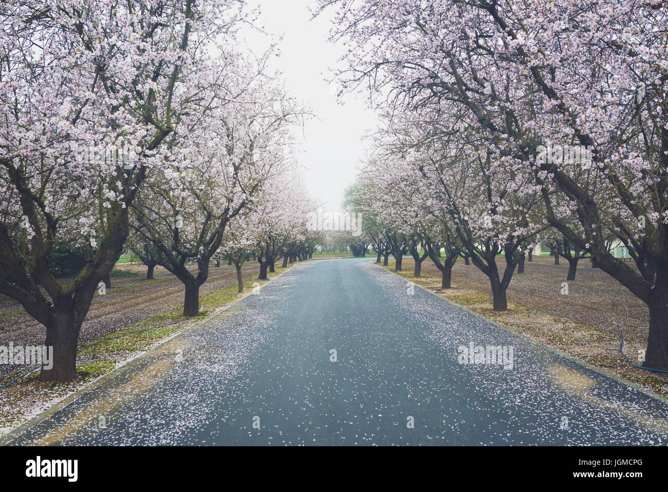 Rows of cherry blossom trees dropping flower petals on a road Stock ...
