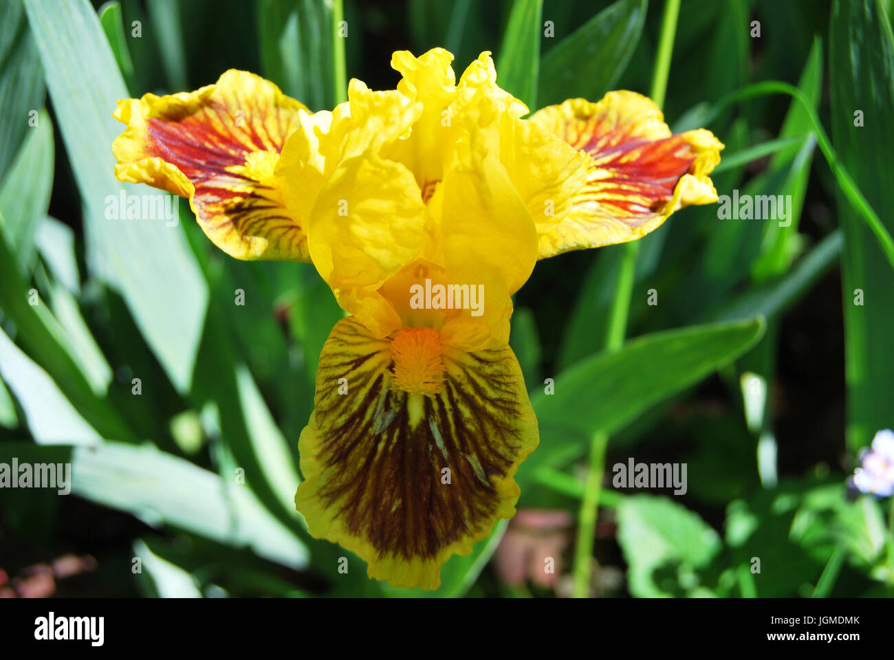 Miniature tiger hi-res stock photography and images - Alamy