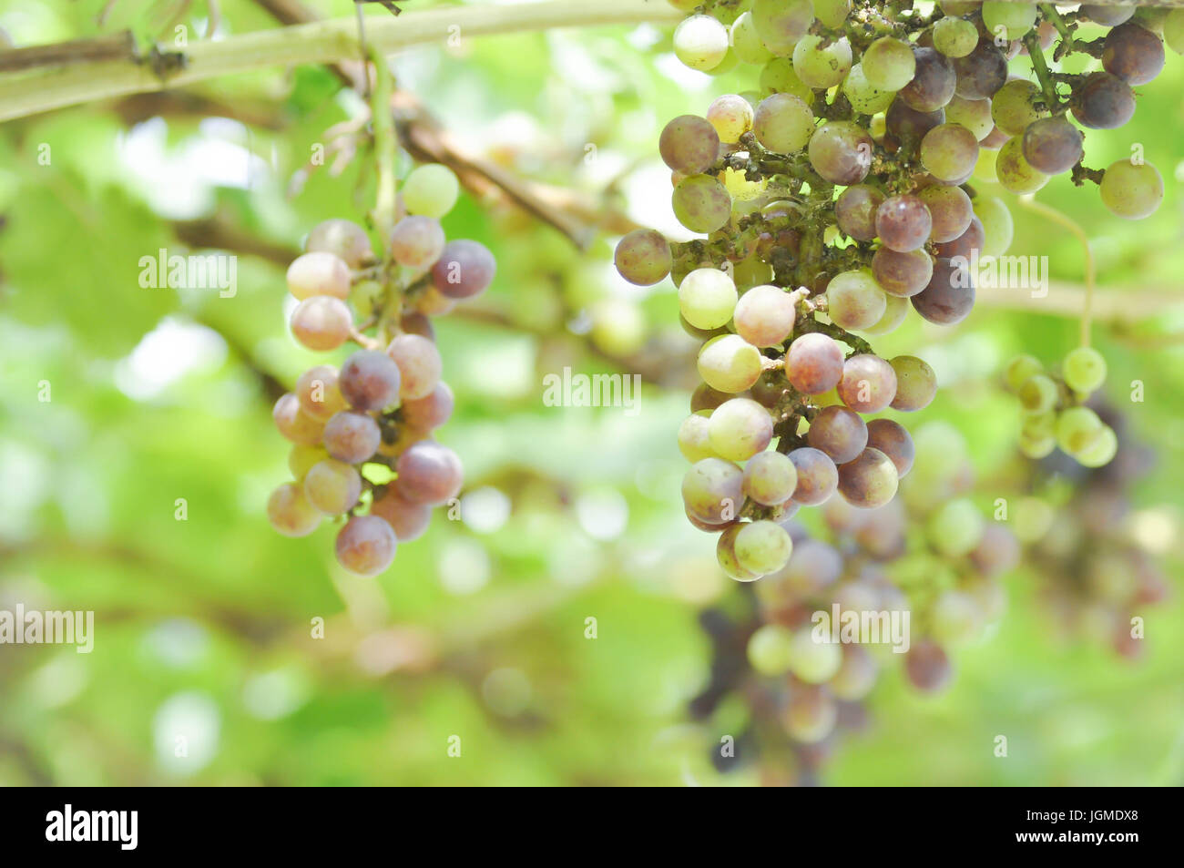 grape,grape plant in the orchard Stock Photo - Alamy
