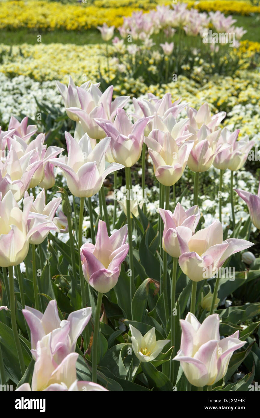 Blossomed tulips hi-res stock photography and images - Alamy