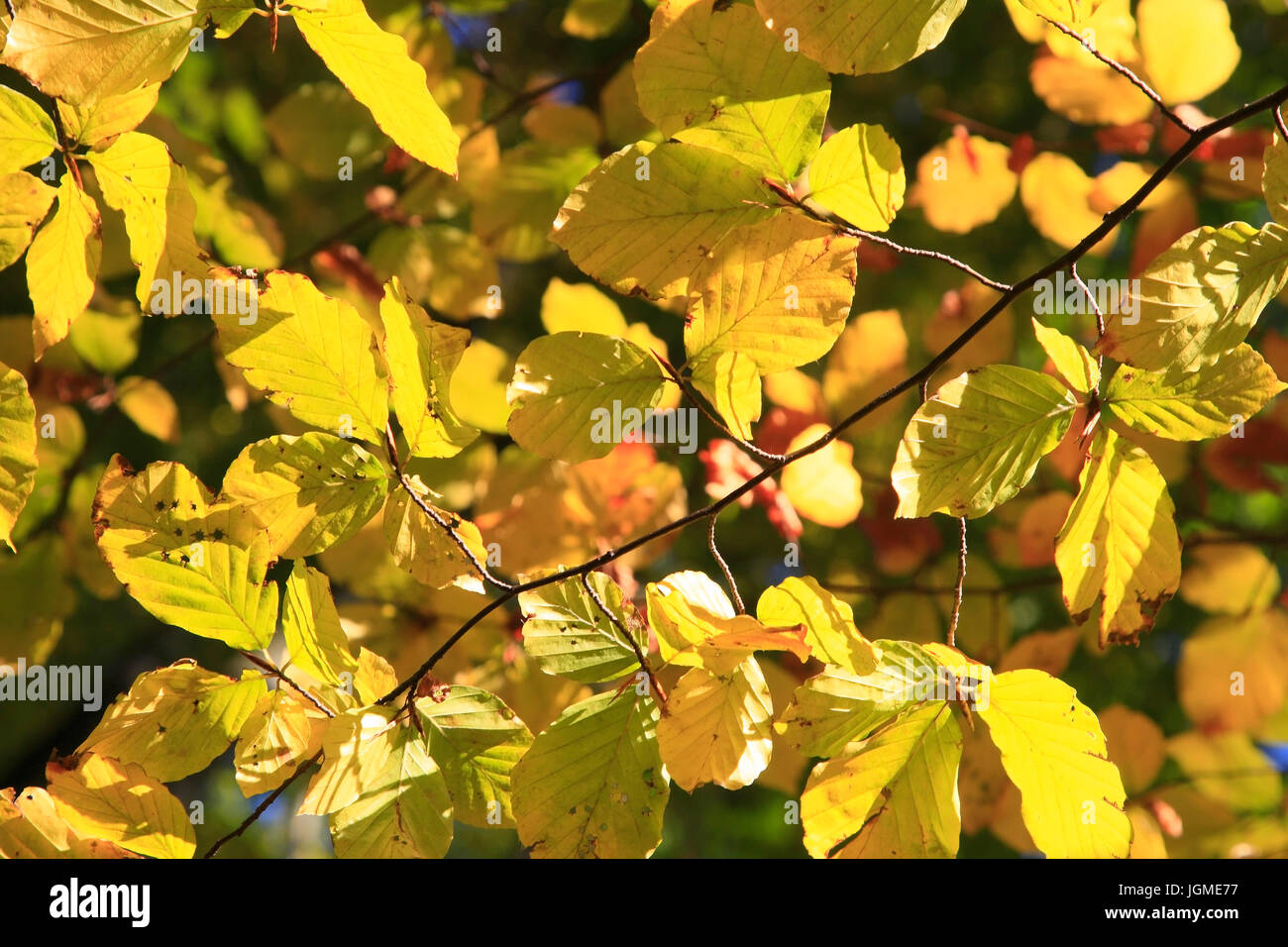 Yellow coloured beech foliage - Yellow coloured beech tree, Gelb verf‚Ä ...