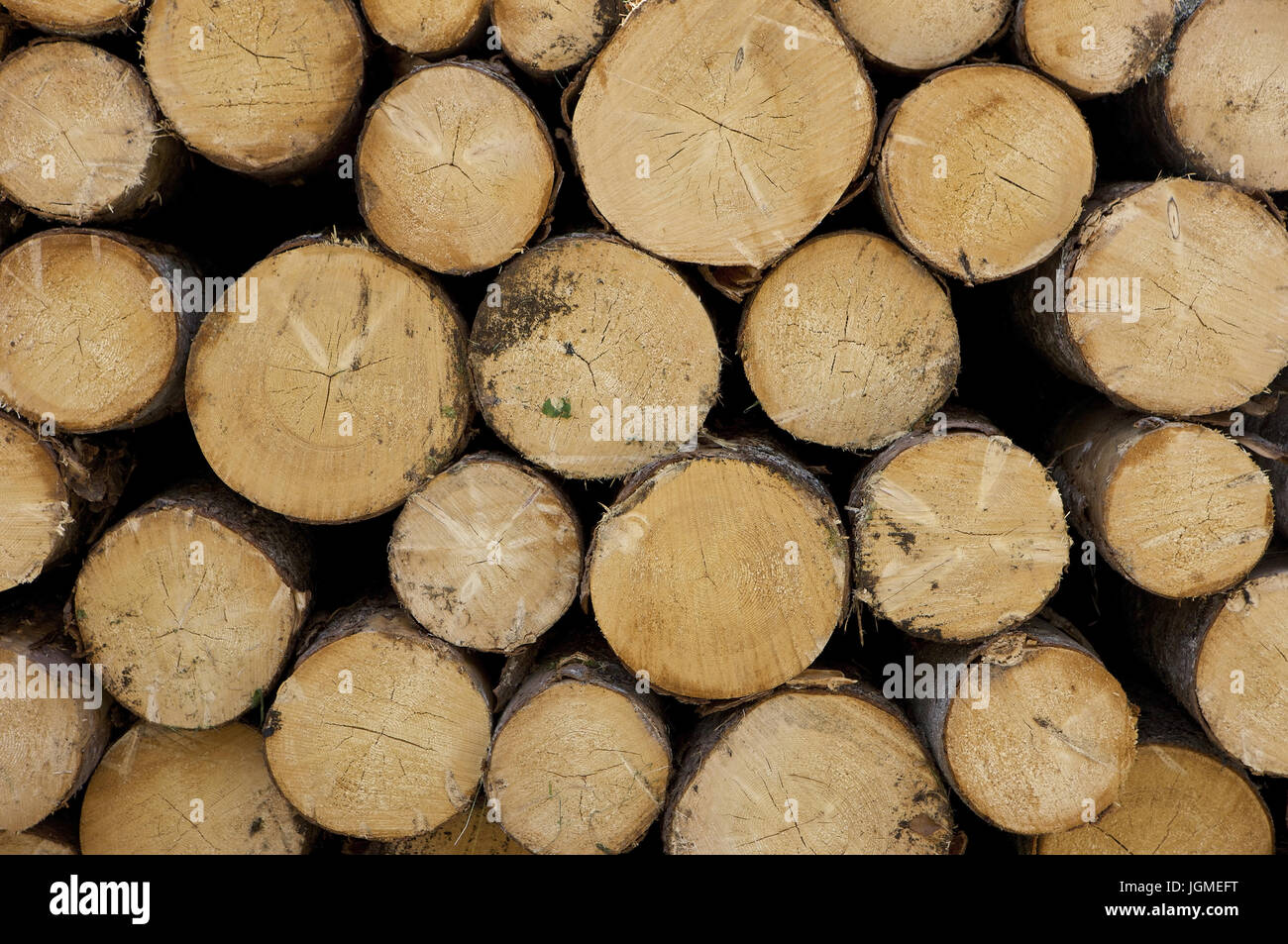 Wood, cross section - timber section, Holz, Querschnitt - timber ...