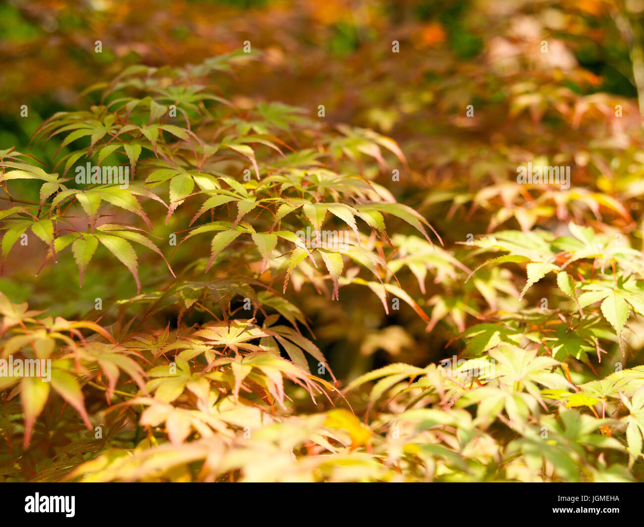 Japanese slit maple (Acer palmatum Dissectum) - Japanese maple (Acer ...
