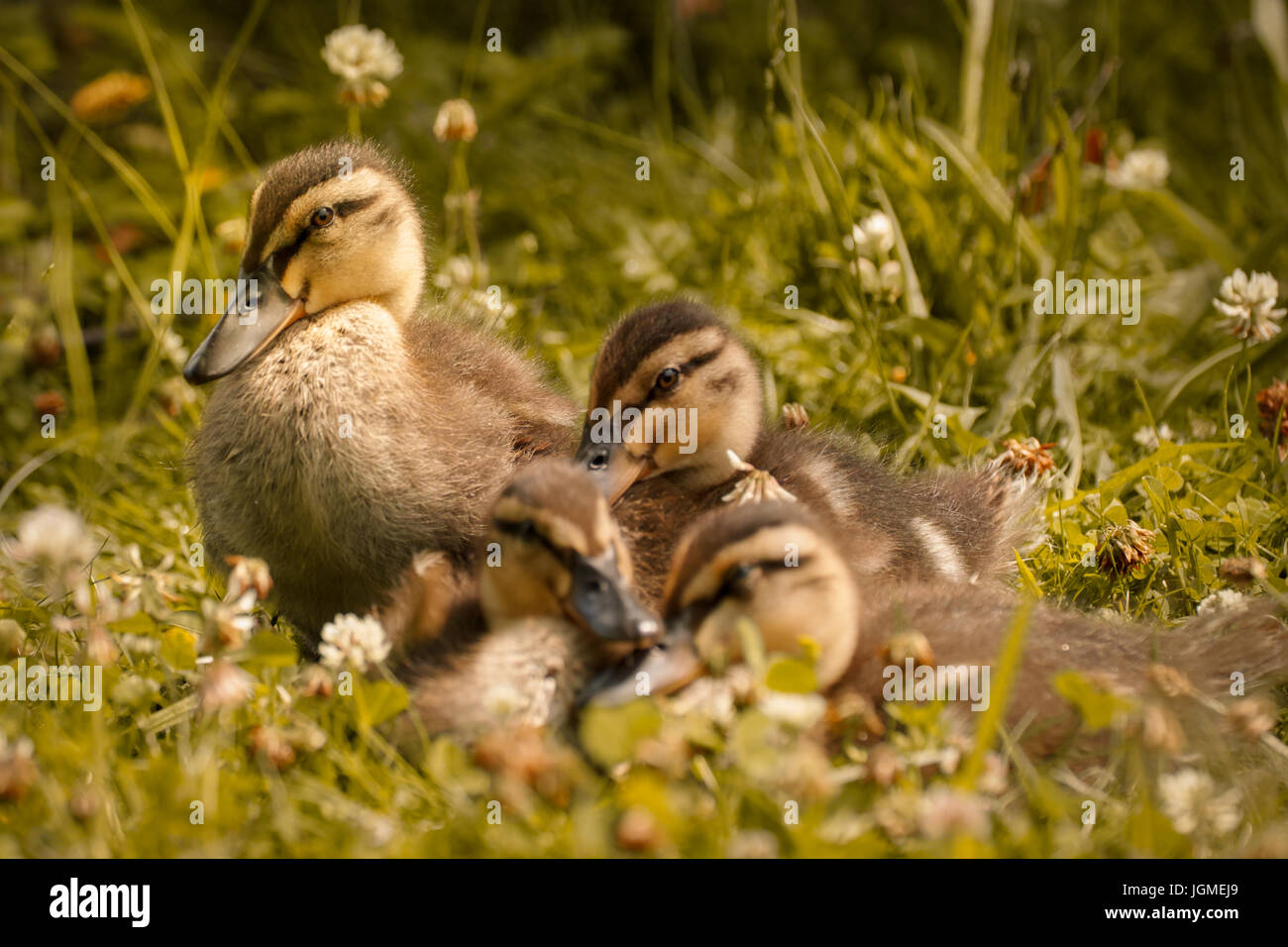 All Little Ducklings Behind Mom Stock Photo - Alamy