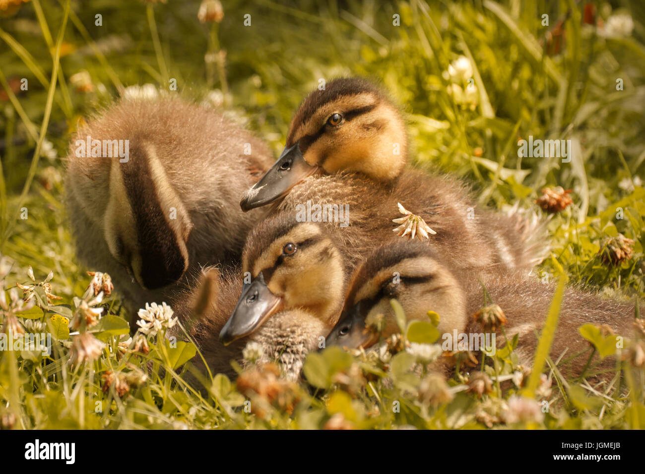 All Little Ducklings Behind Mom Stock Photo - Alamy