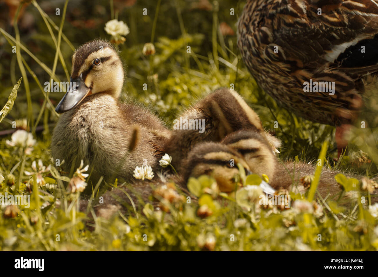 All Little Ducklings Behind Mom Stock Photo - Alamy