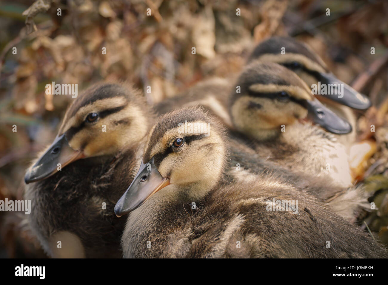 All Little Ducklings Behind Mom Stock Photo - Alamy