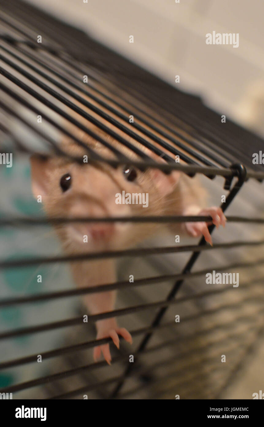 Pet rat in a cage Stock Photo - Alamy