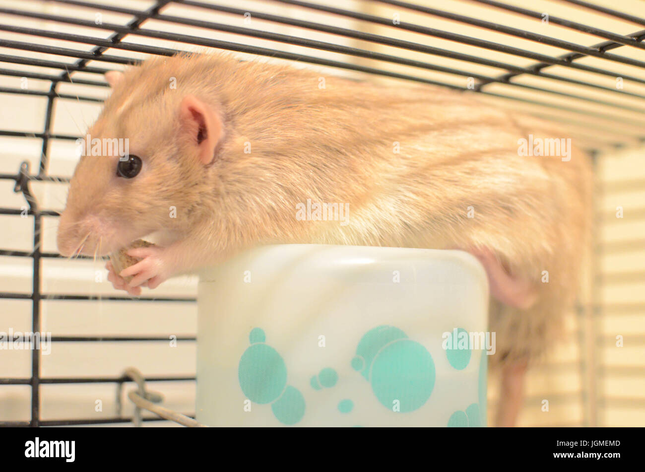 Pet rat in a cage Stock Photo - Alamy