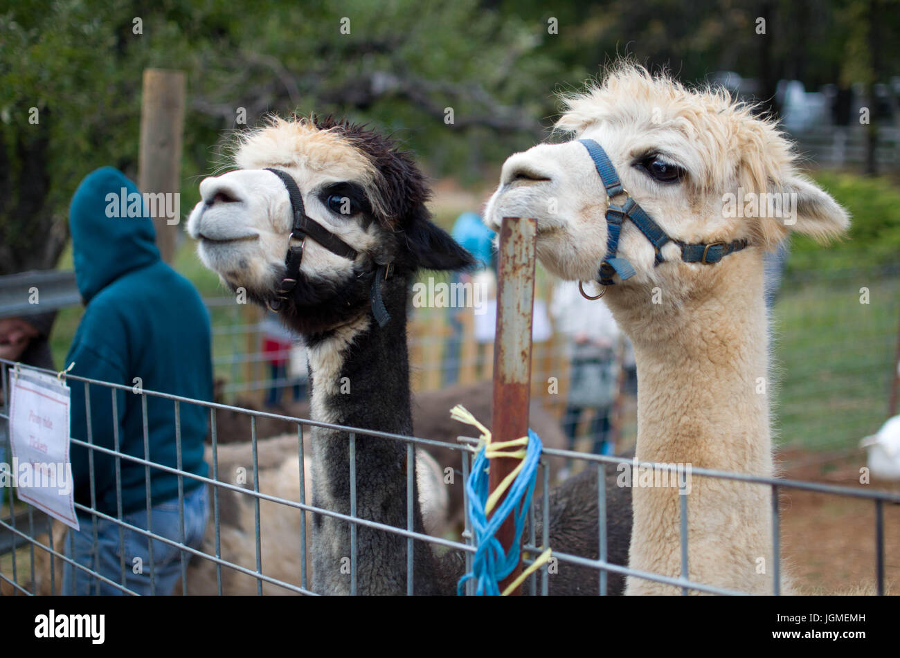 Alpacas at a local petting zoo Stock Photo - Alamy