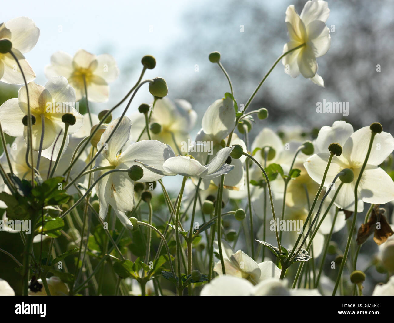 Autumn anemone, anemone altaica - anemone anemone altaica ...