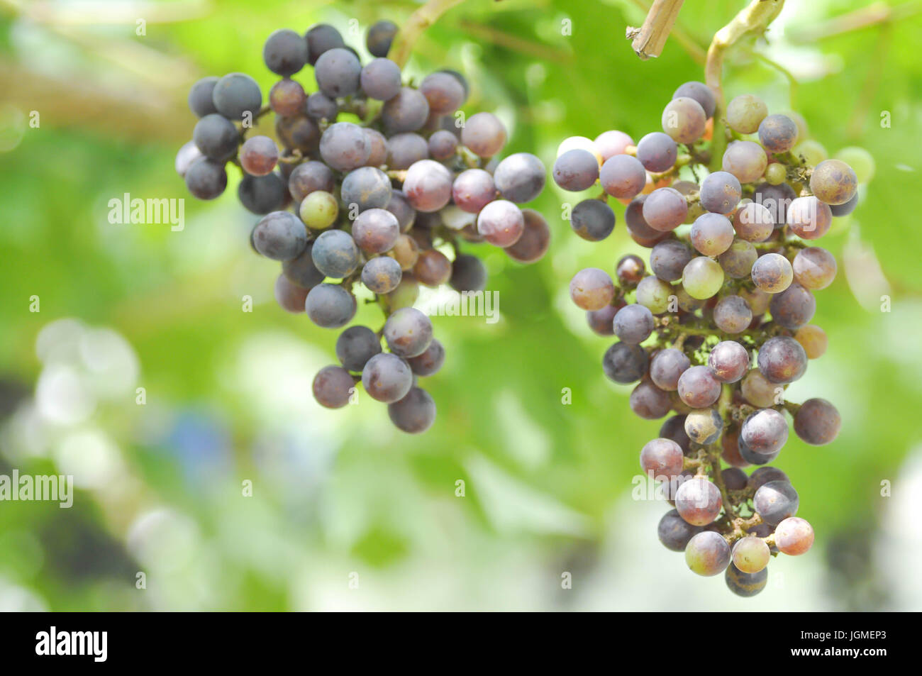 grape,grape plant in the orchard Stock Photo - Alamy