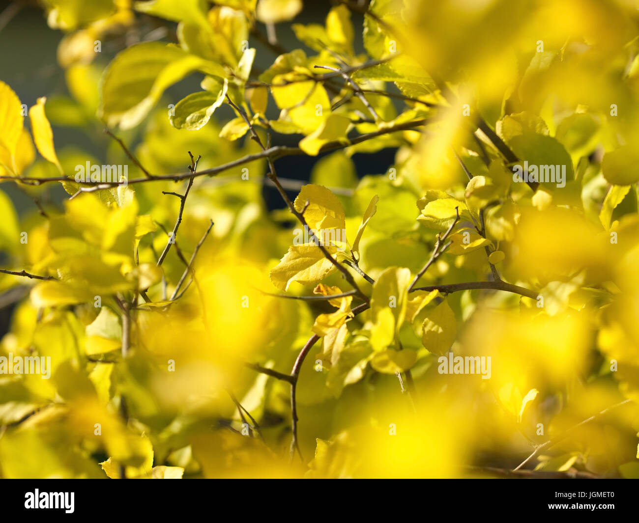 Tree strangler, autumn foliage - Oriental bittersweet, Baumwürger ...