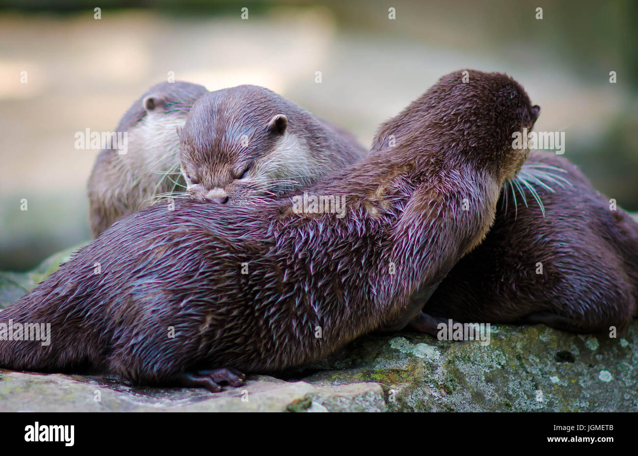 Baby Otters Cuddling