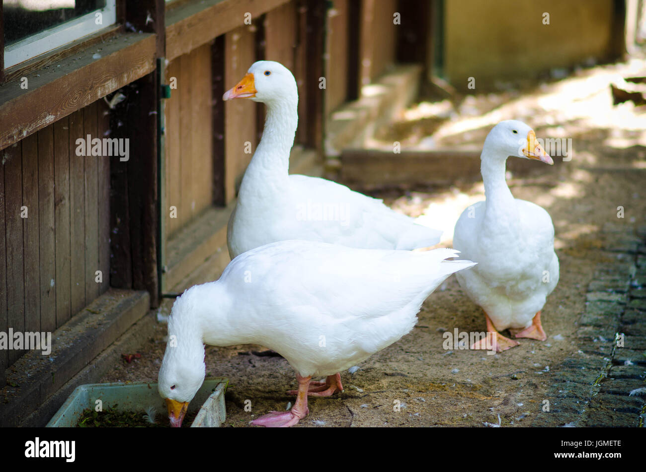 European pekin duck hi-res stock photography and images - Alamy