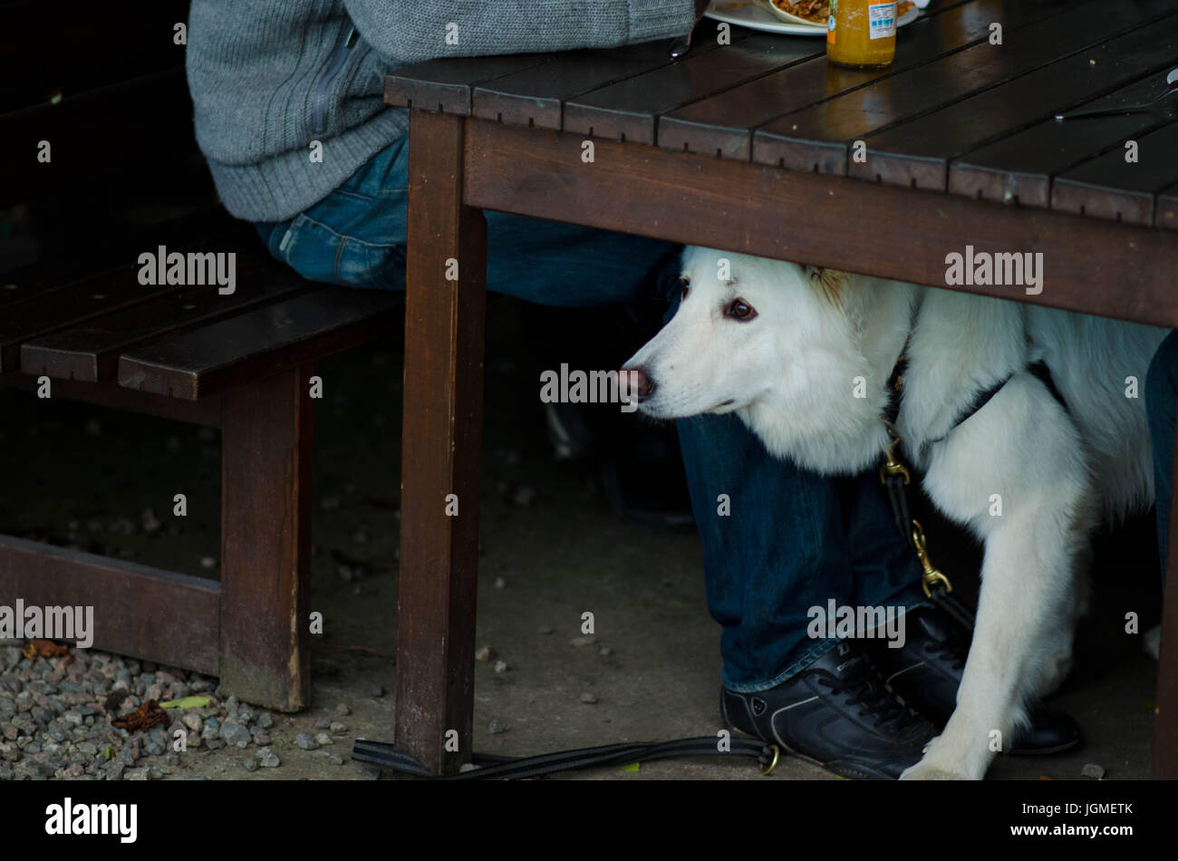 Dog restaurant san francisco hi-res stock photography and images - Alamy